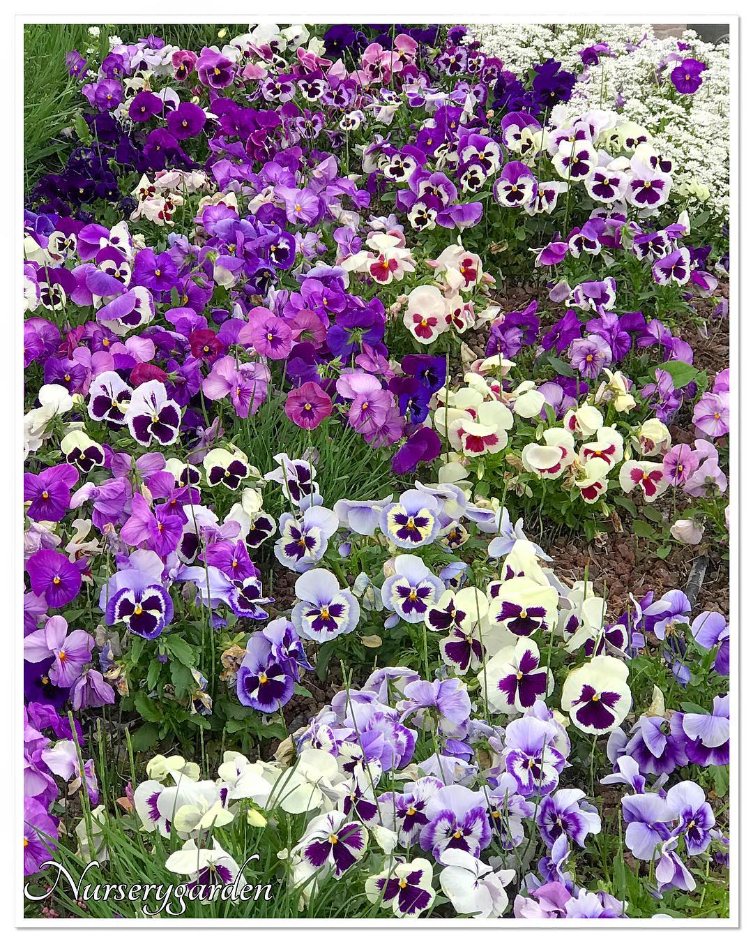 Purple variations of pansies for your garden - Interiors By Color