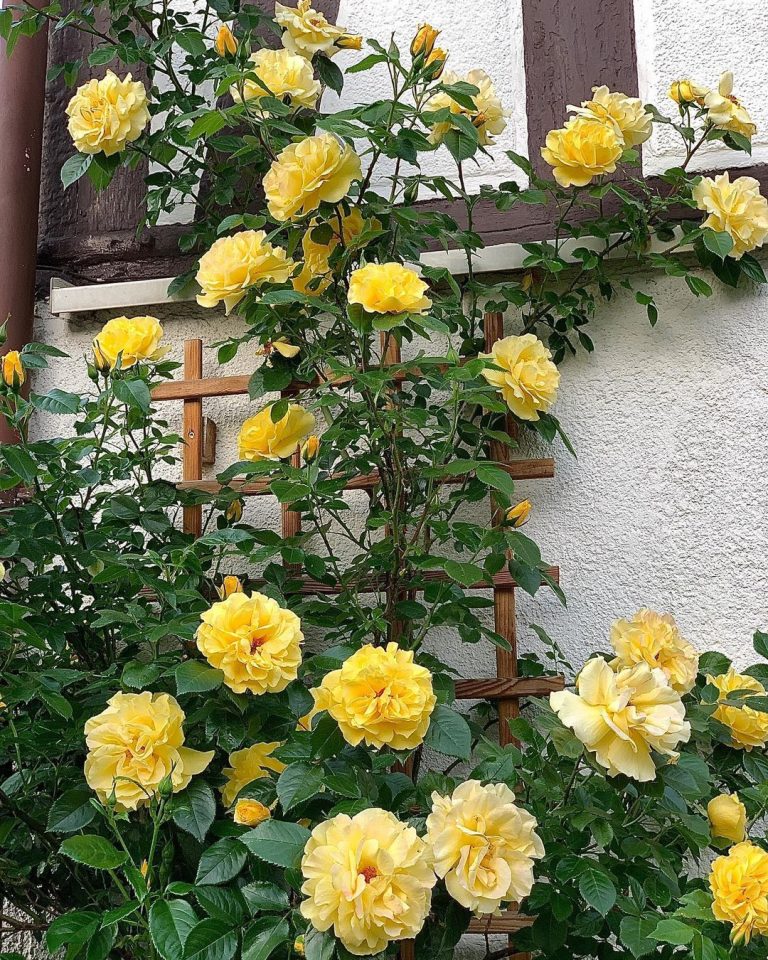 Climbing Roses of Instagram - Interiors By Color