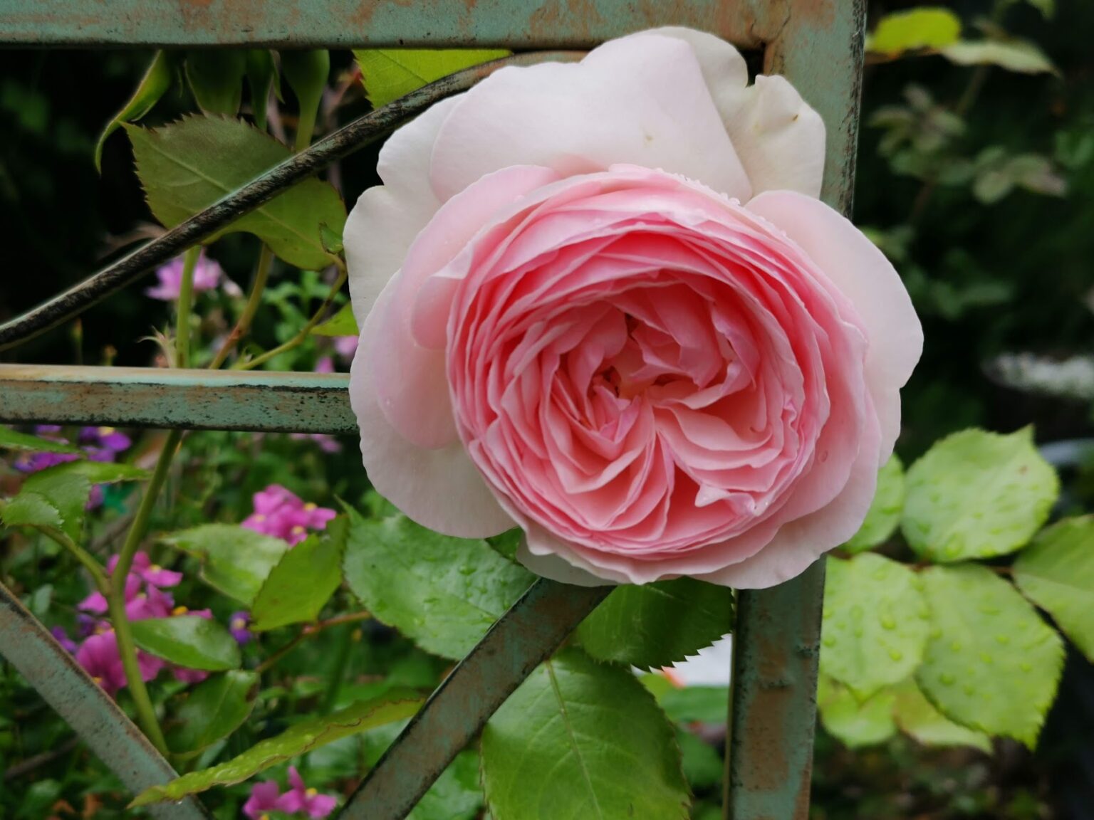 Popular Pink Climbing Roses - Interiors By Color